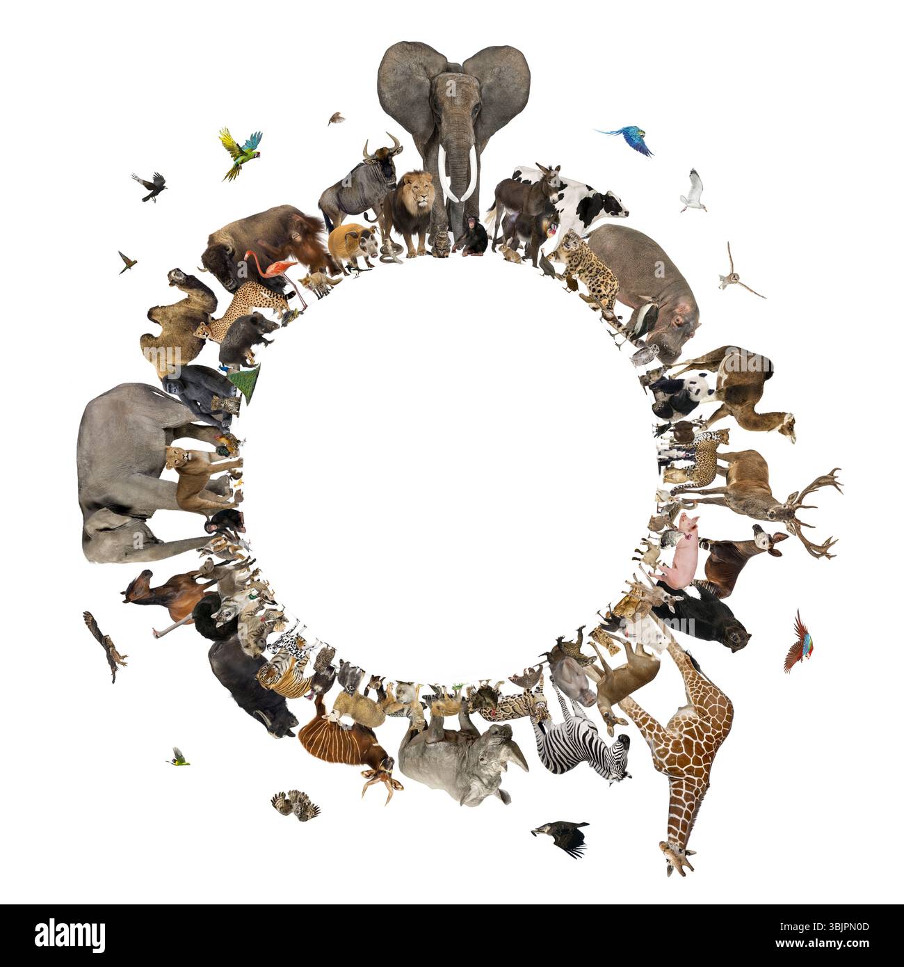 Diverse animal species forming a circle, highlighting the importance of ...
