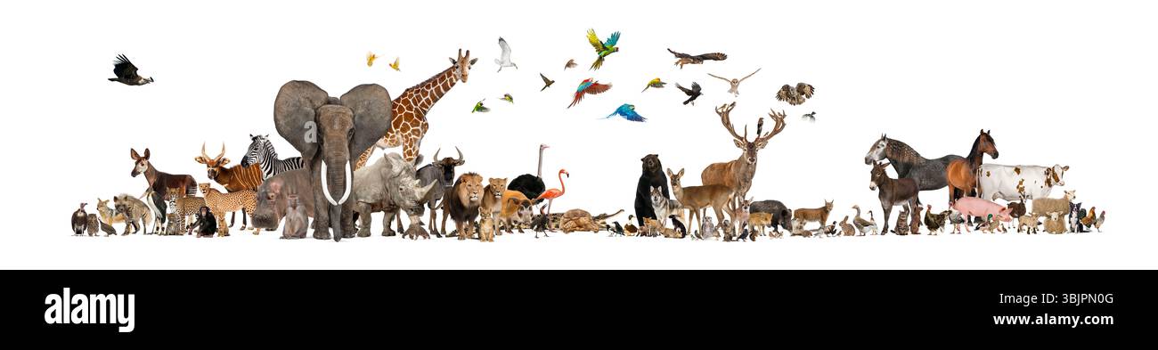 Group includes Cut Out Stock Images & Pictures - Alamy