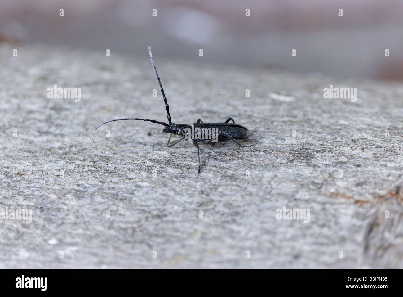 Cerambycidae longhorned beetles hi-res stock photography and images - Alamy