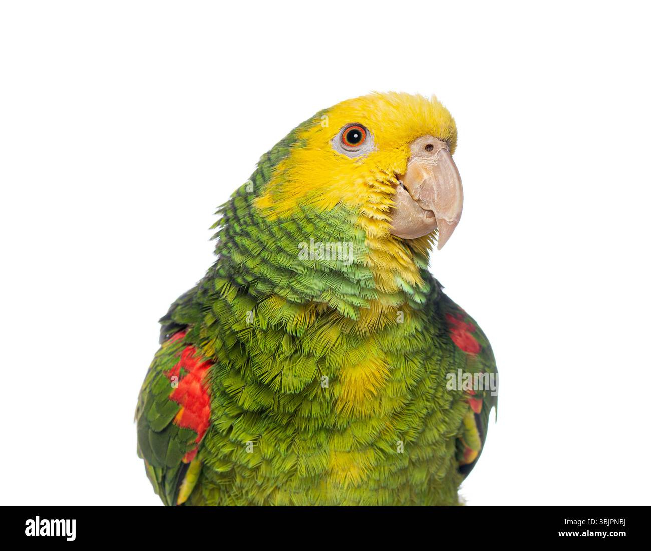 Close up of a yellow crowned amazon parrot, showcasing its vibrant ...
