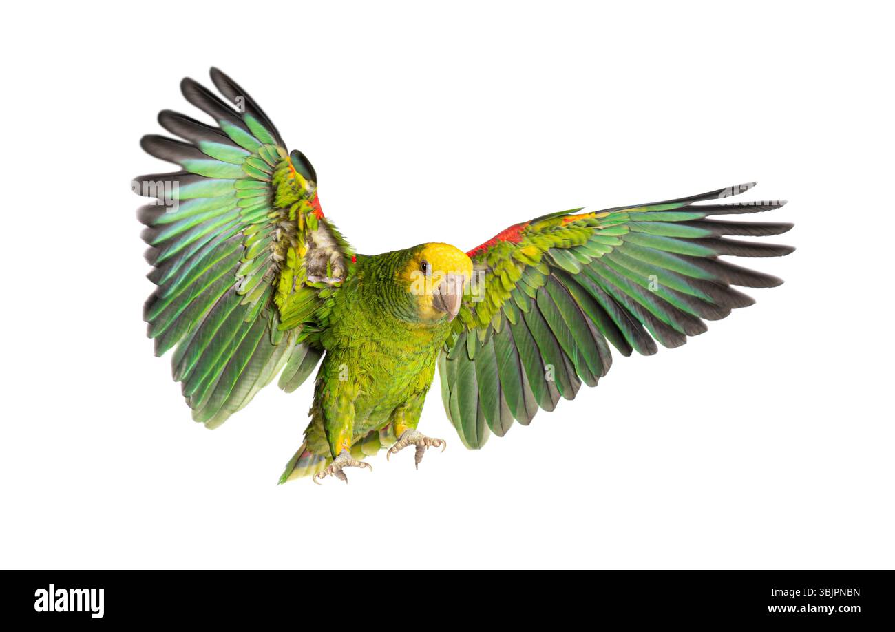 Yellow headed amazon parrot flying with open wings on white background ...
