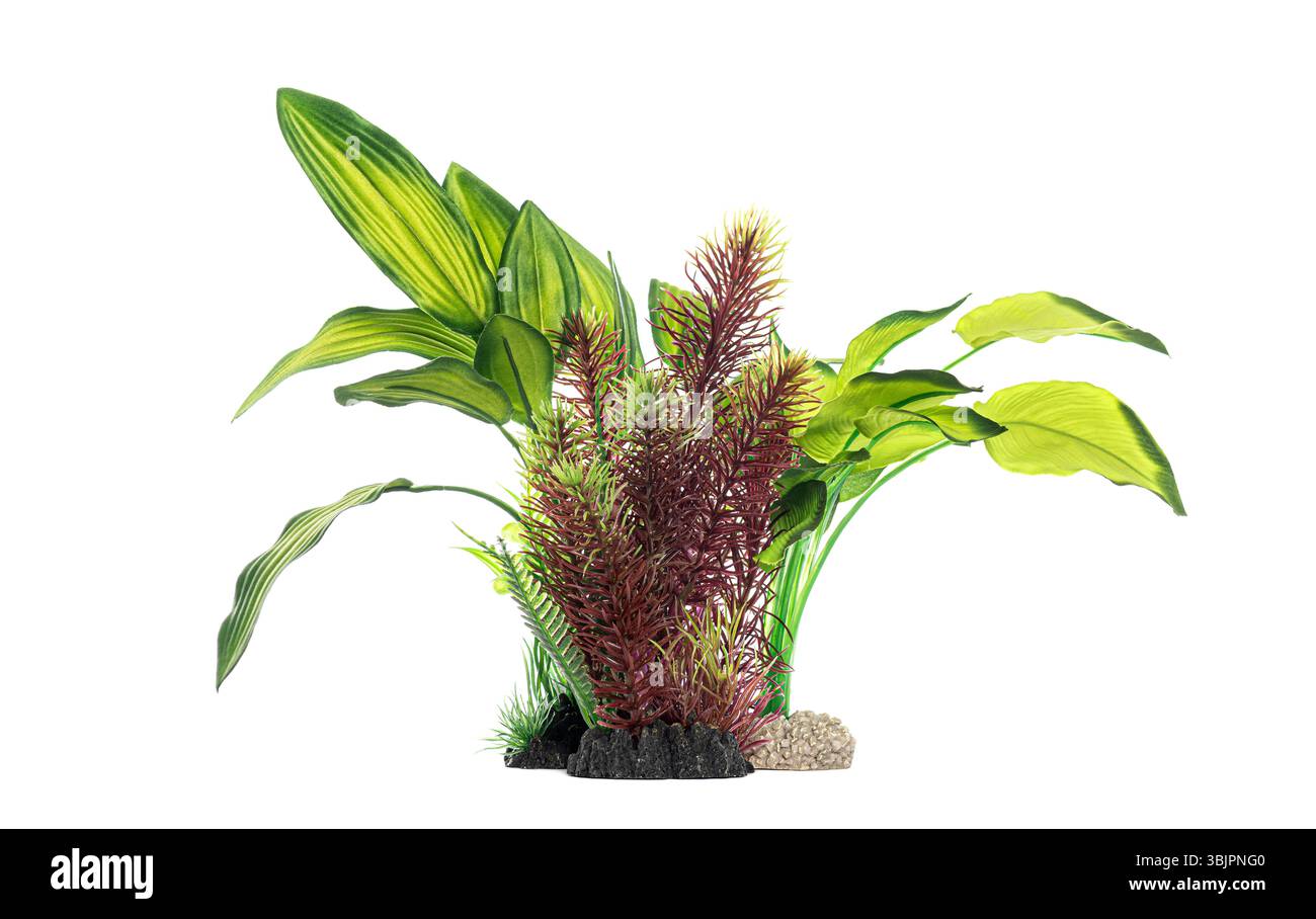 Rocks underwater Cut Out Stock Images & Pictures - Alamy