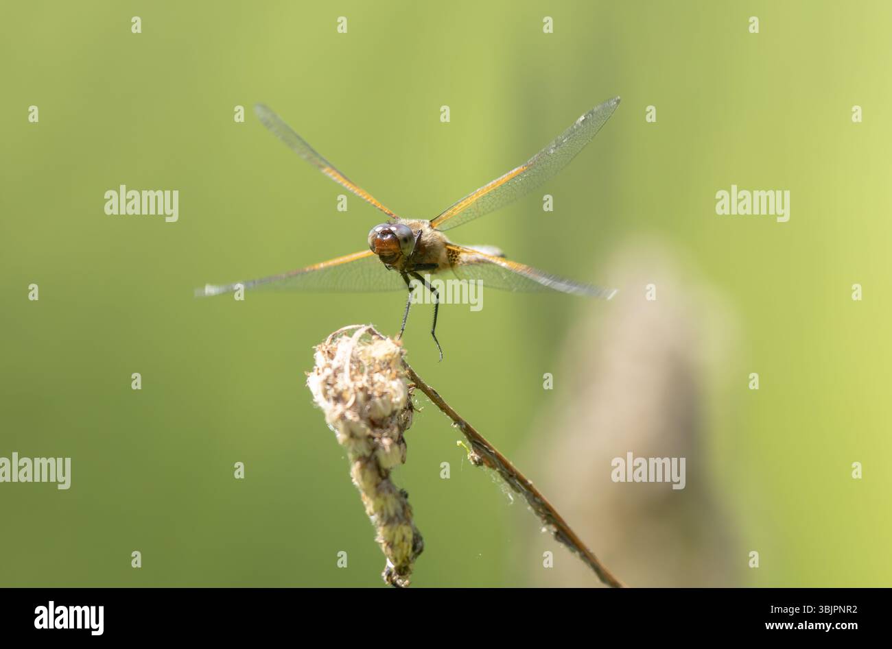 Scarce chaser Libellula fulva taking off to chase an insect Stock Photo ...