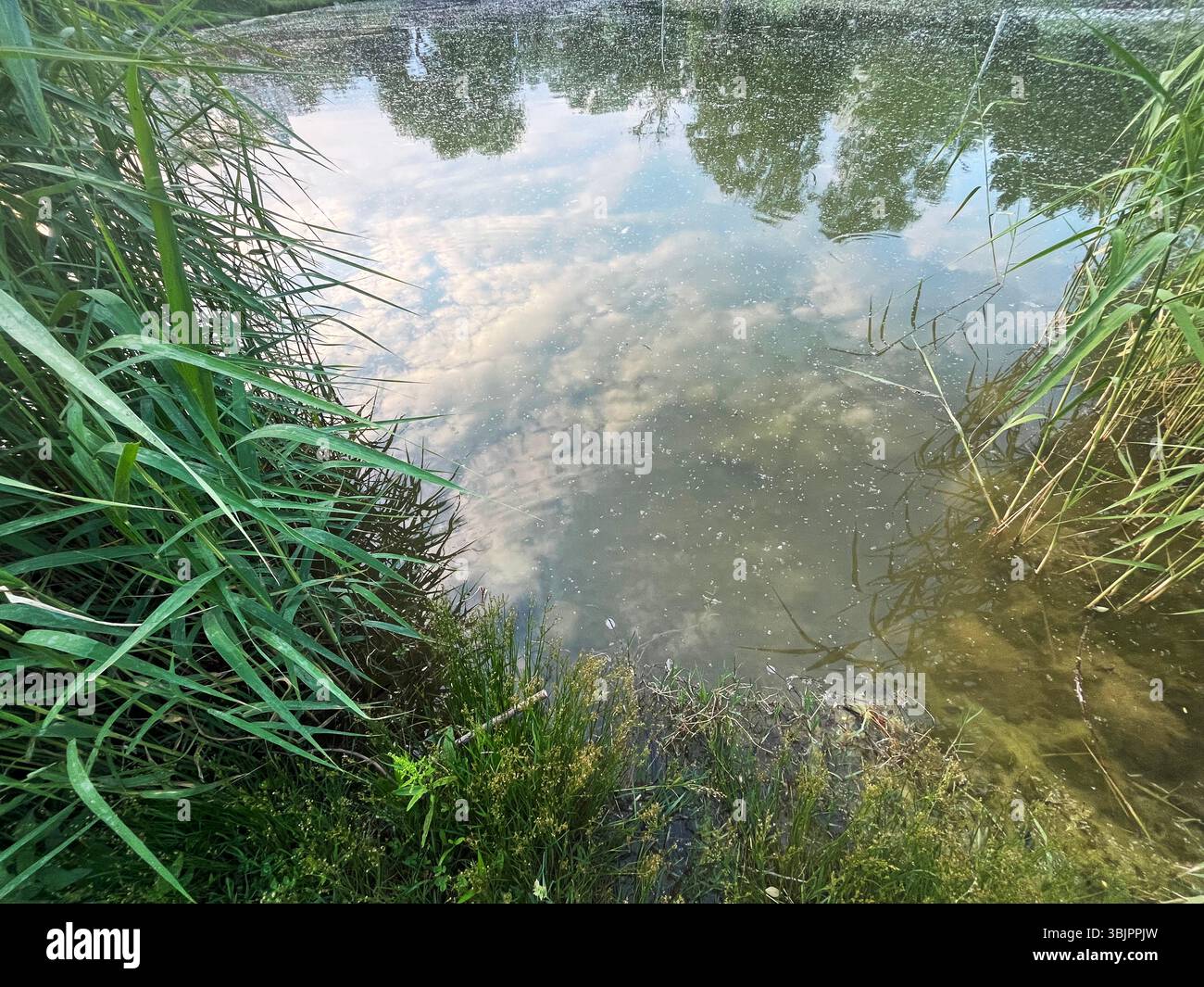 Lake view with clouds reflection and behind white pollen covering the ...