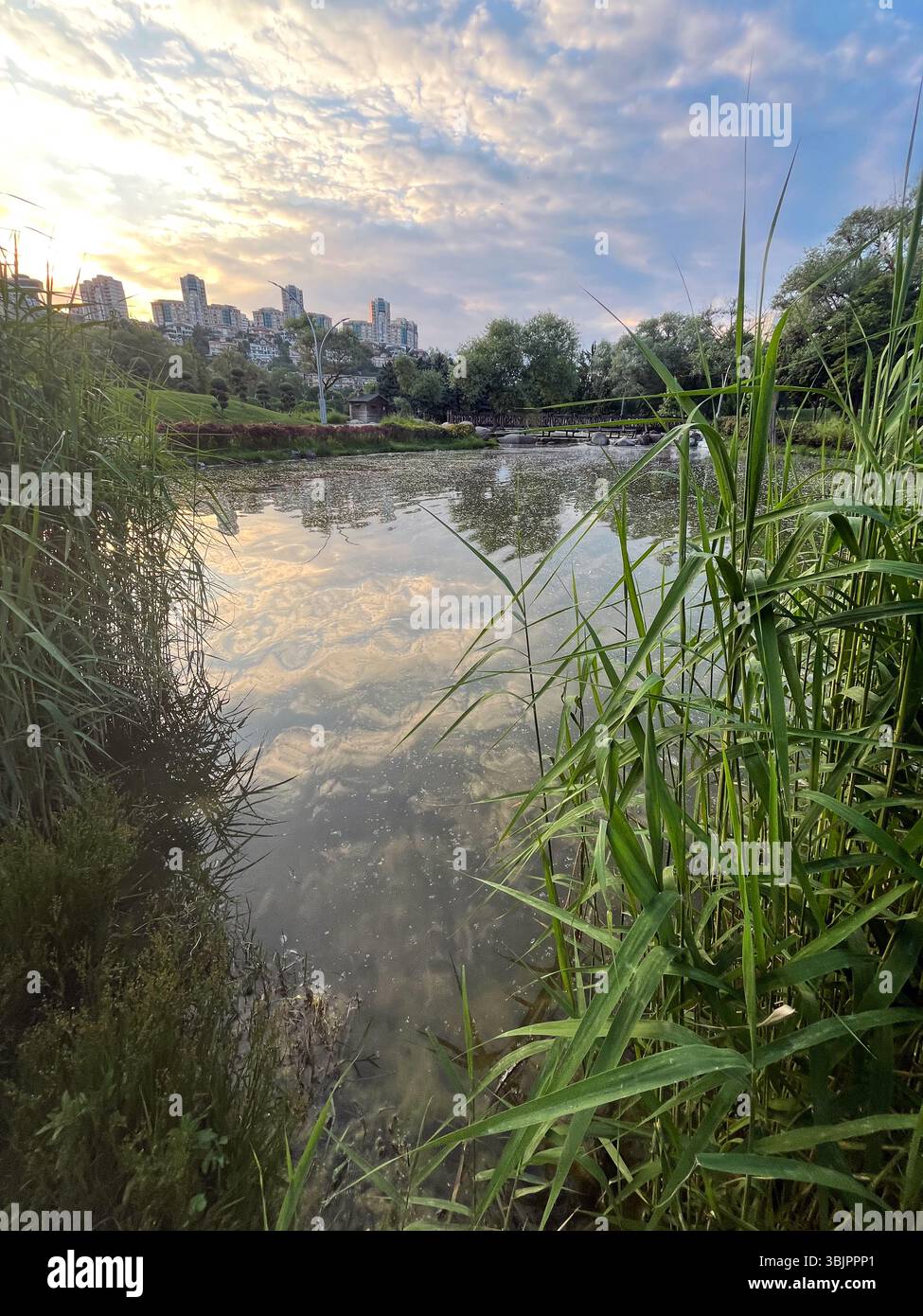 Public park view with clouds reflection and behind white pollen ...