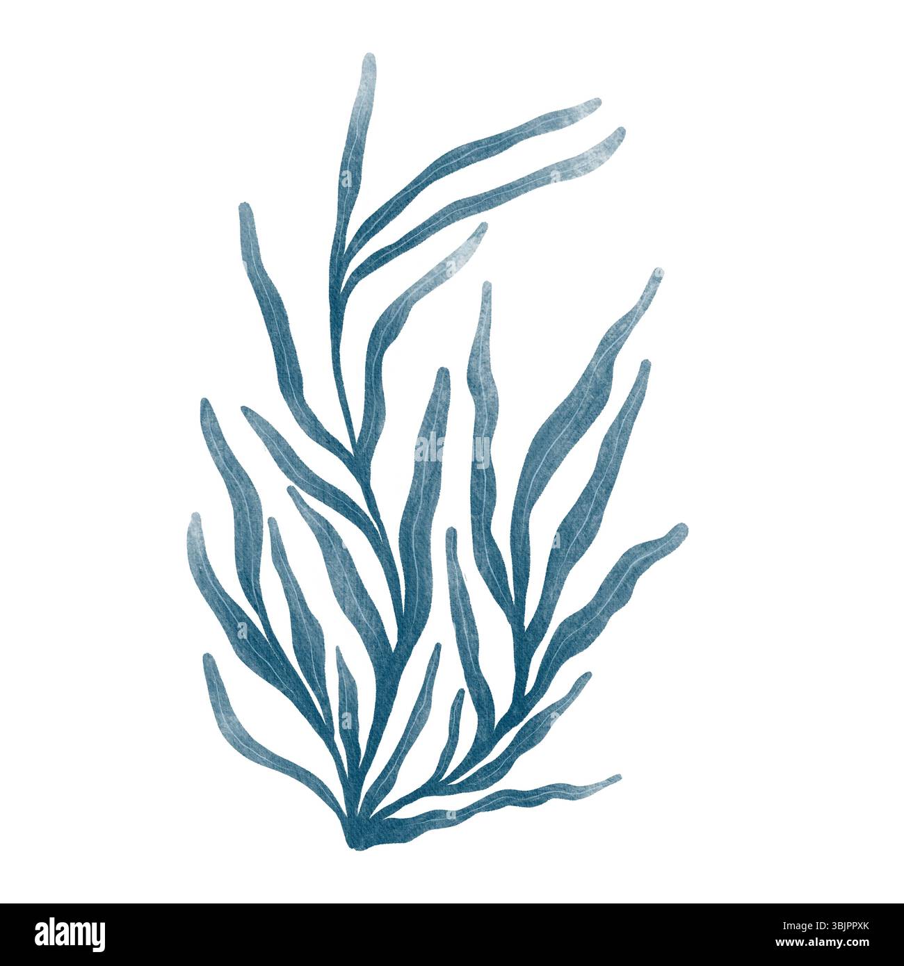 Watercolor illustration of deep blue seaweed with organic flowing ...