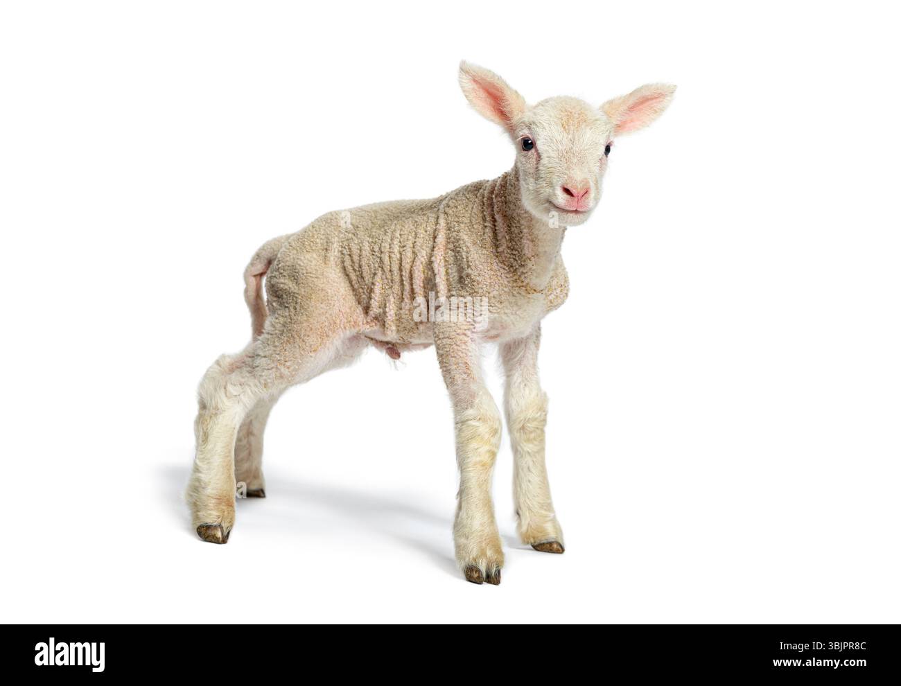 Profile of baby lamb Cut Out Stock Images & Pictures - Alamy