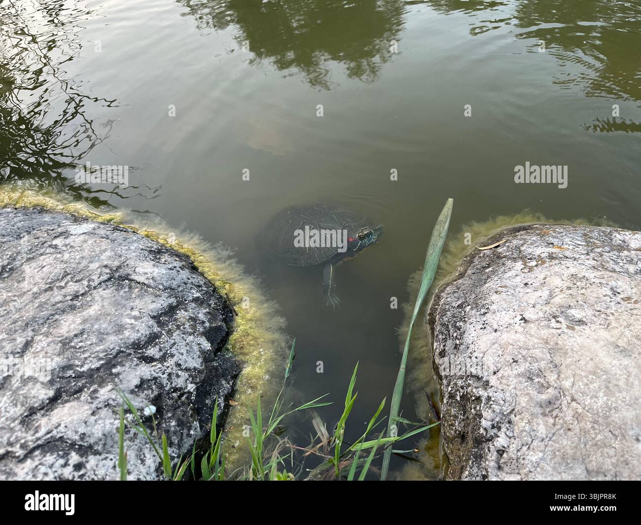 Turtle in wildlife turkey hi-res stock photography and images - Alamy