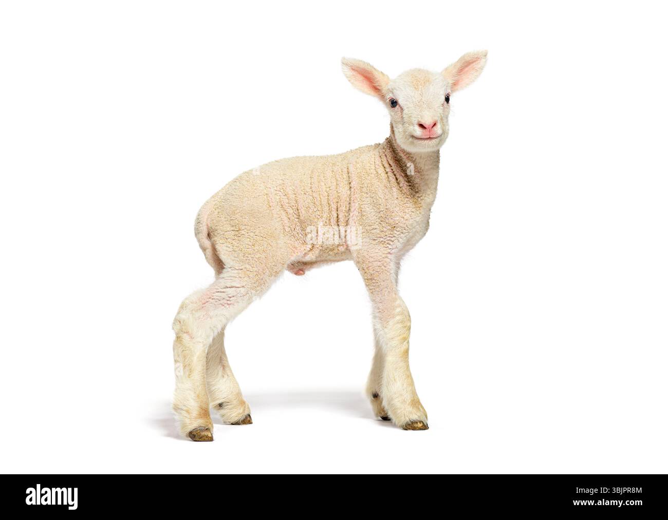 Adorable lamb standing against a white backdrop, two days old, creating ...