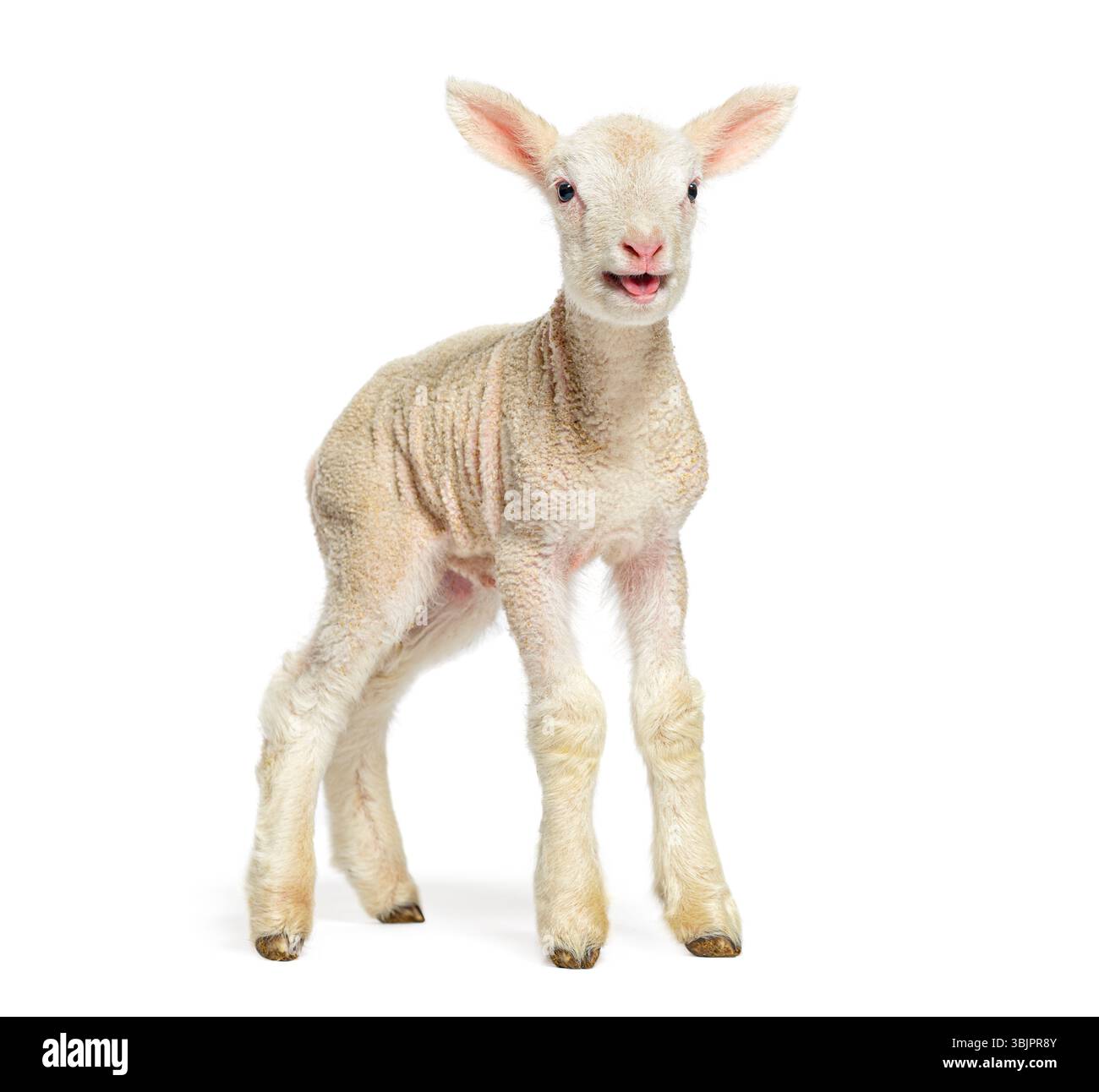 Cute lamb bleating, isolated on white background, two days old Stock ...