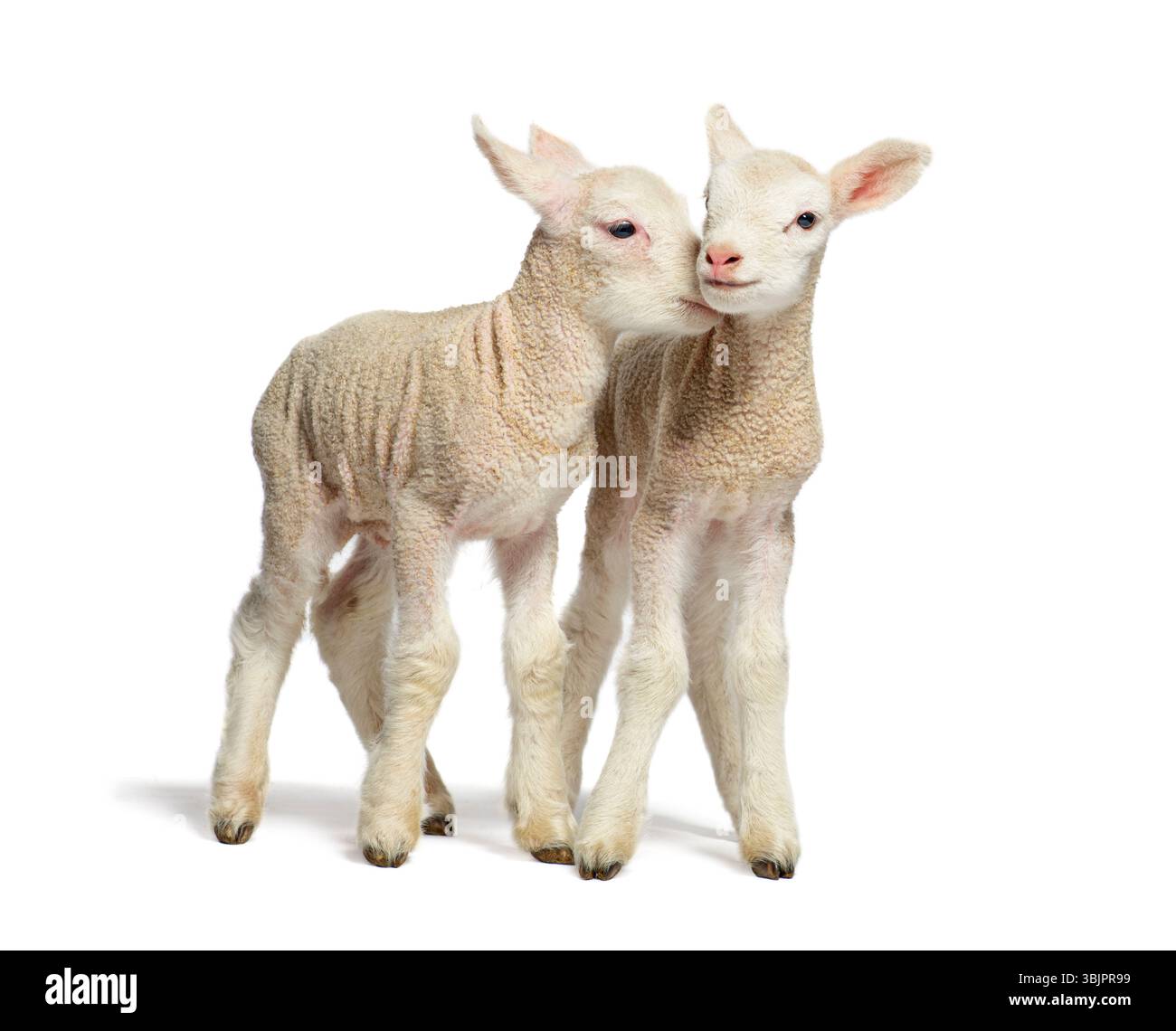 Cheerful sisterhood Cut Out Stock Images & Pictures - Alamy