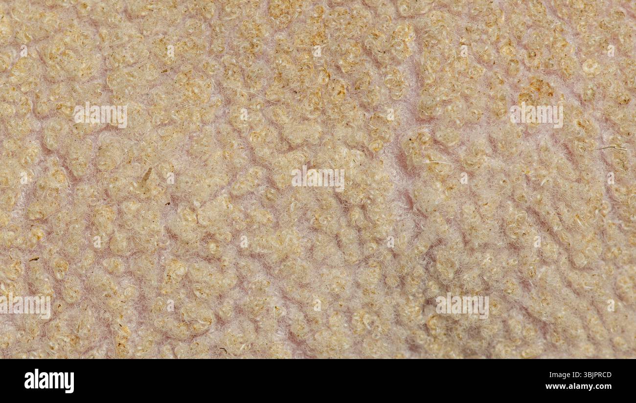 Detailed macro photography capturing the unique texture of sheep wool ...
