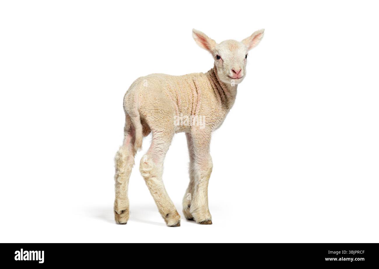 Kid standing rear view isolated hi-res stock photography and images - Alamy