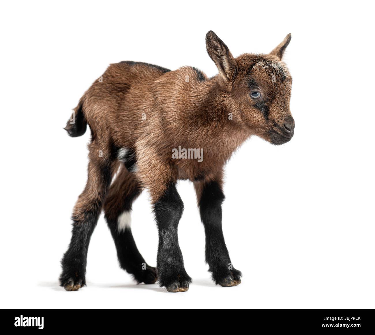 Juvenile furry Cut Out Stock Images & Pictures - Alamy