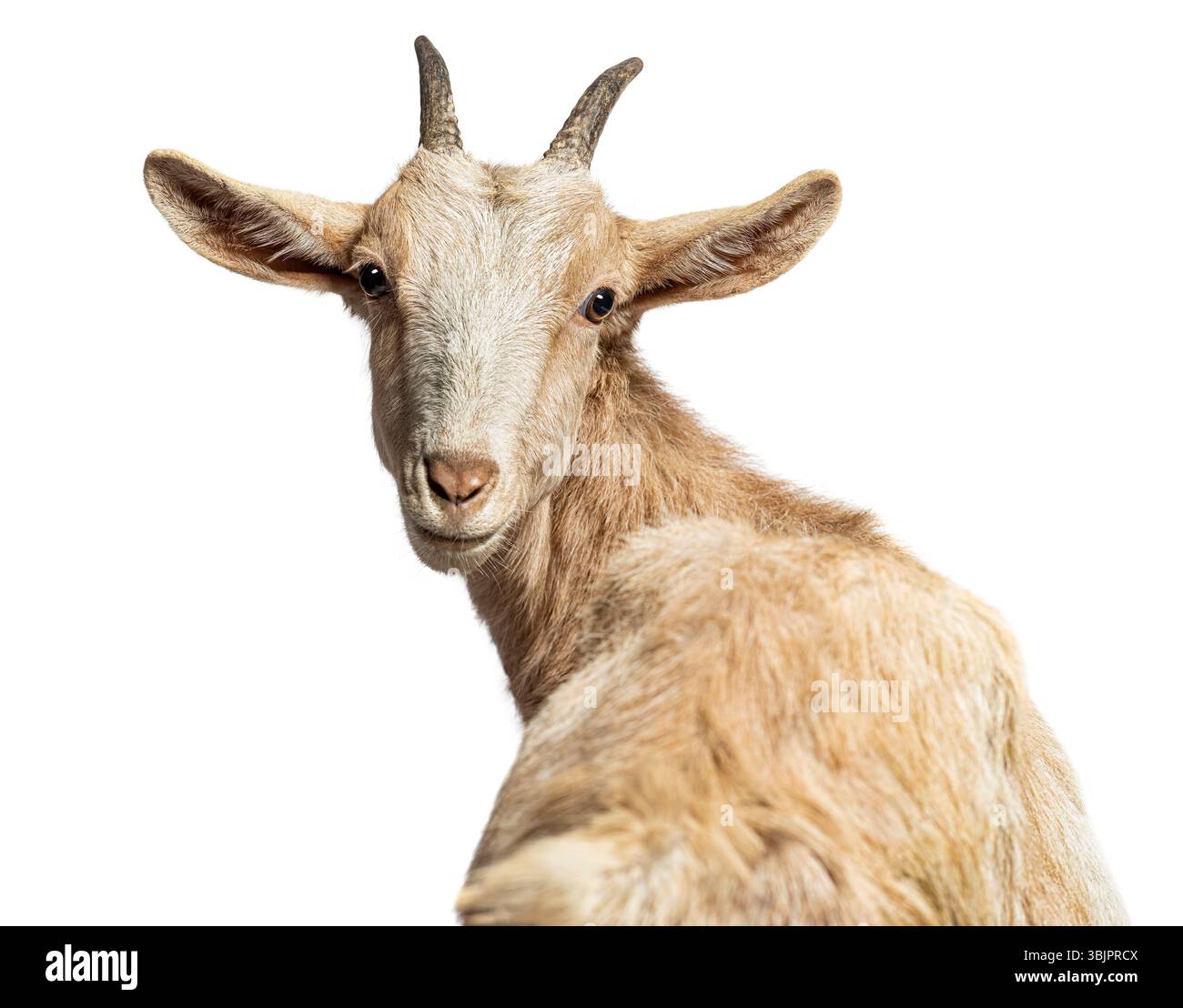 Looking backwards to viewer hi-res stock photography and images - Alamy
