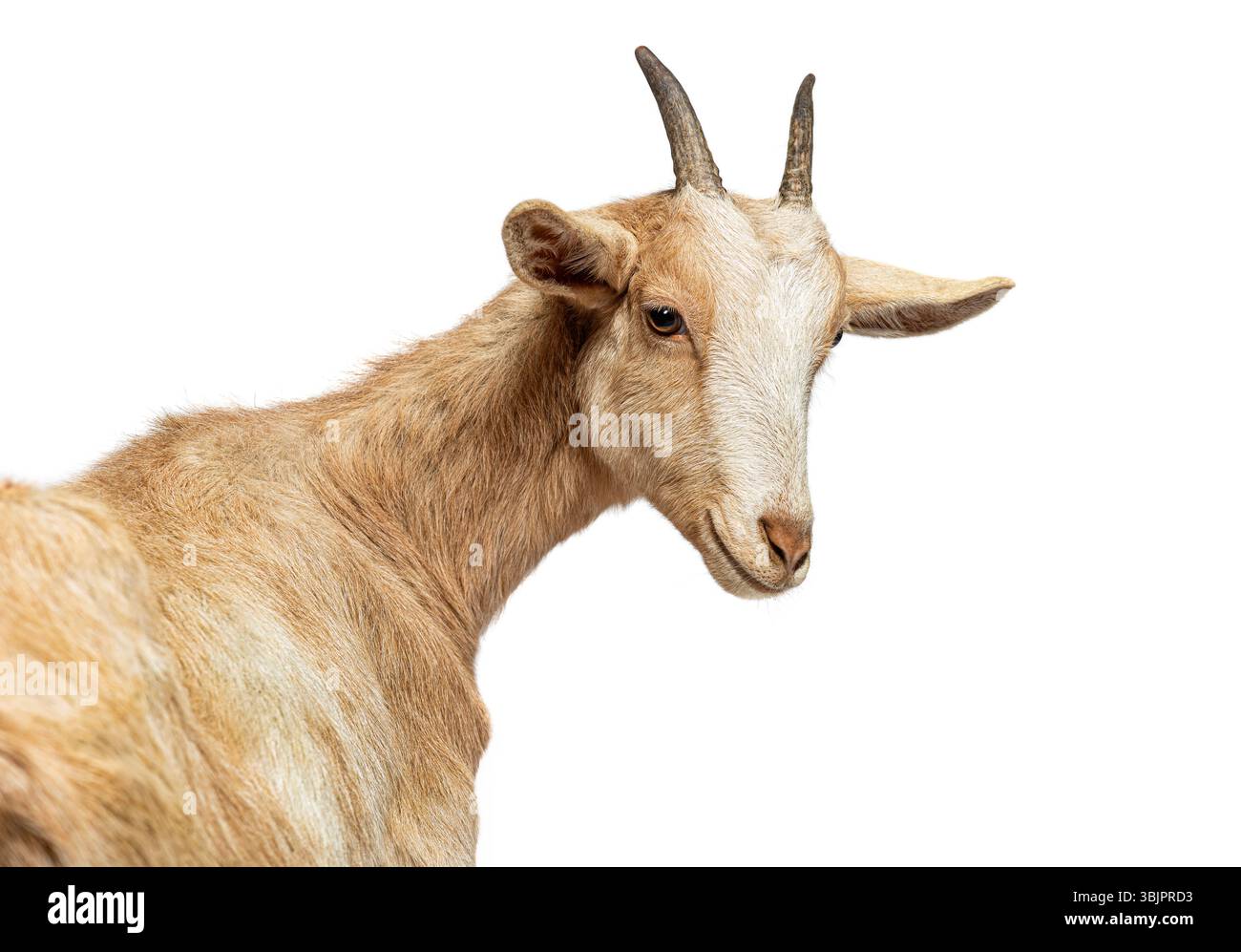 Goat running hi-res stock photography and images - Alamy