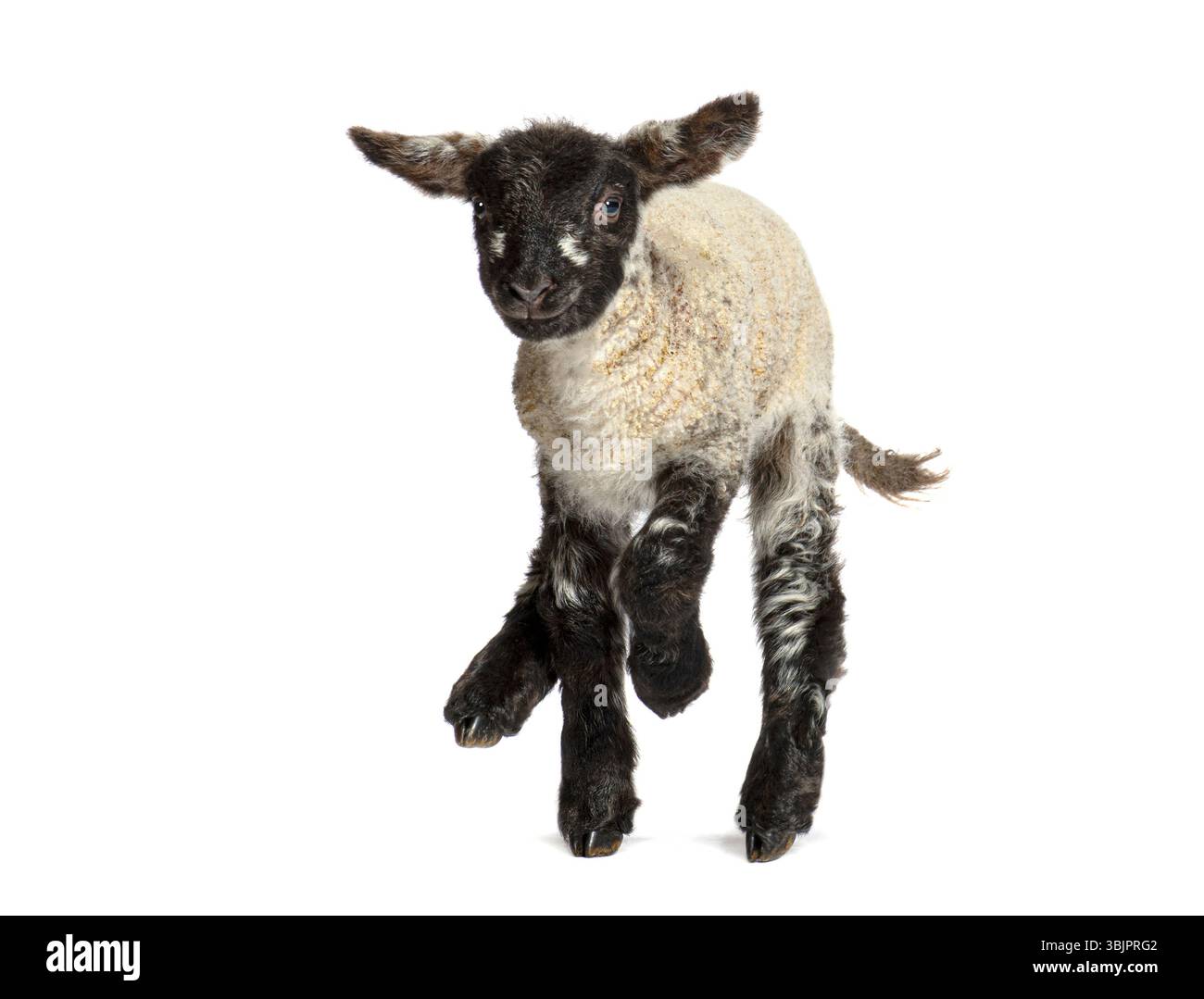 Adorable four days old lamb jumping and playing, isolated on white ...