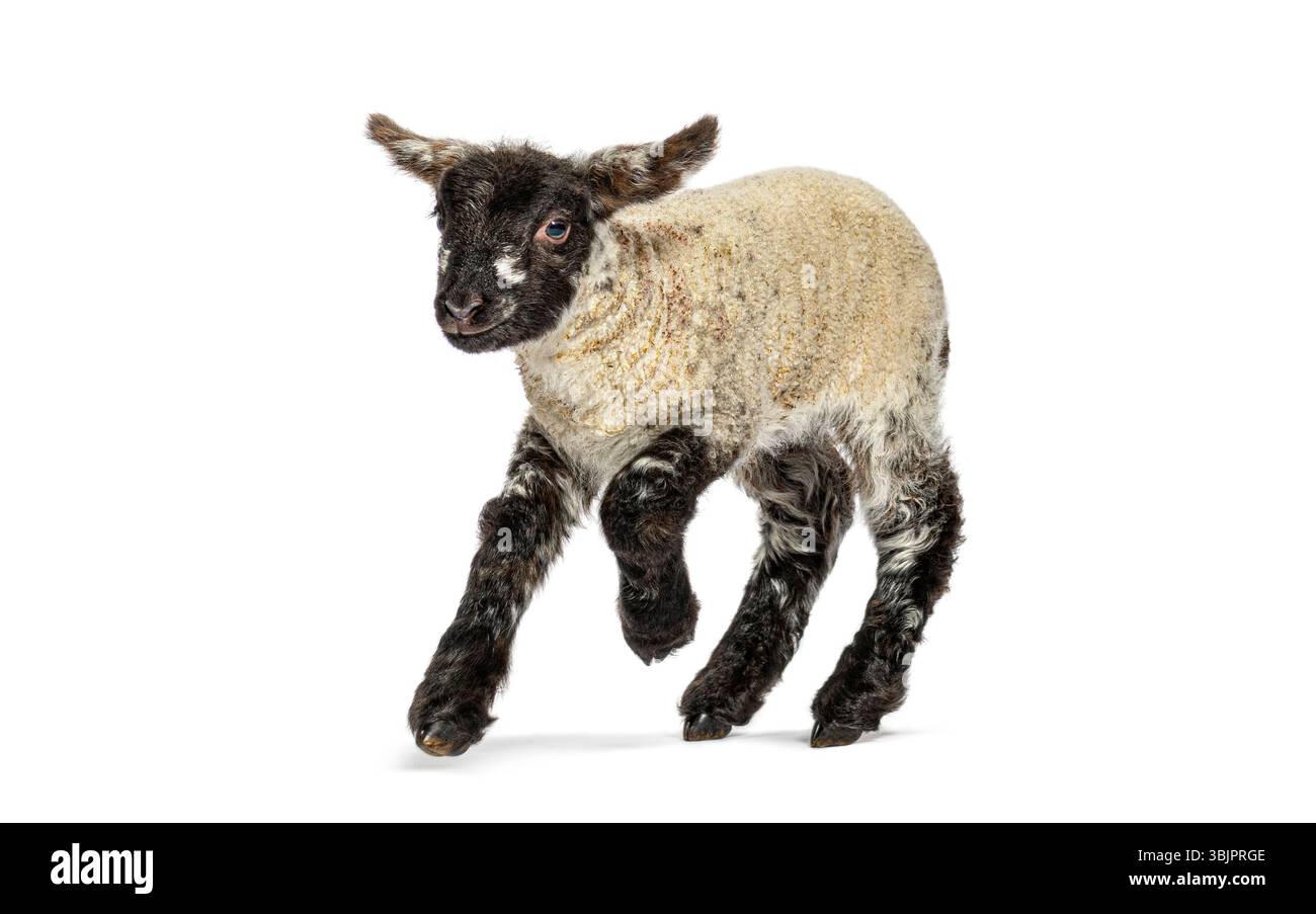 Leaping sheep Cut Out Stock Images & Pictures - Alamy