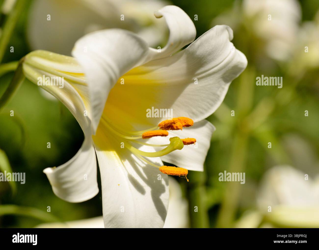 Single white Tiger Lily or Lilium lancifolium flower detail close-up ...