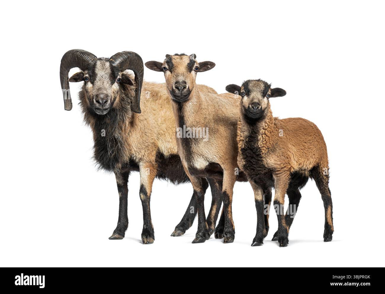 Cameroon sheep family including a male, a female and a lamb standing on ...