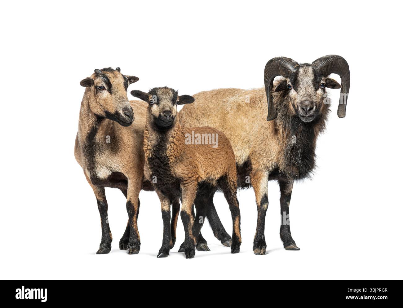 Ewe, lamb and ram of cameroon sheep breed standing together on white ...