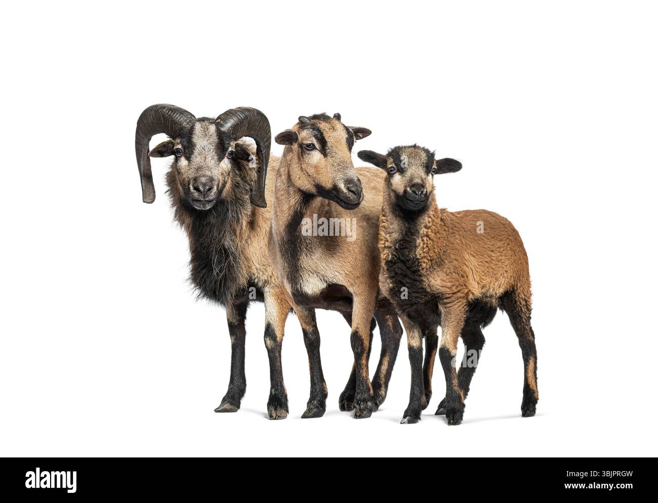 Ewe, ram, and lamb cameroon sheep standing together on a white ...