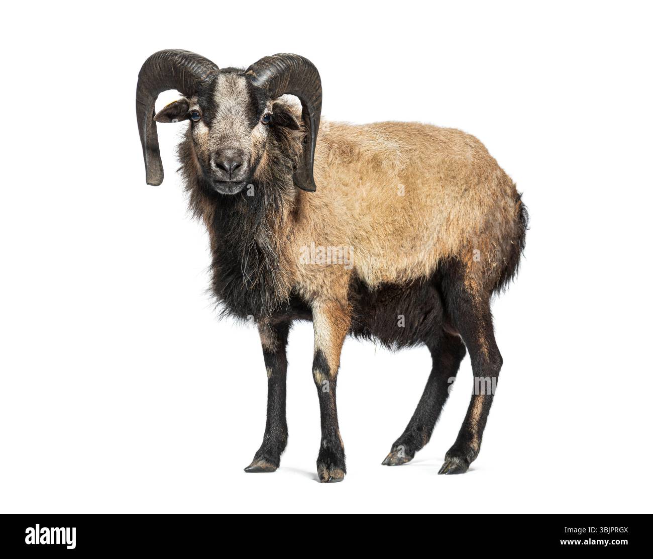 Face sheep black ears Cut Out Stock Images & Pictures - Alamy