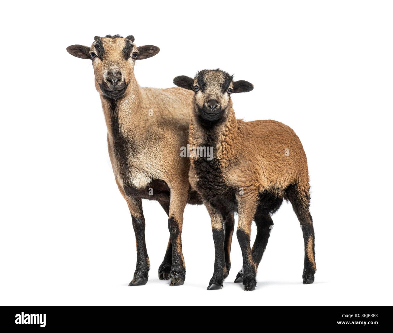 Mother ewe sheep baby Cut Out Stock Images & Pictures - Alamy