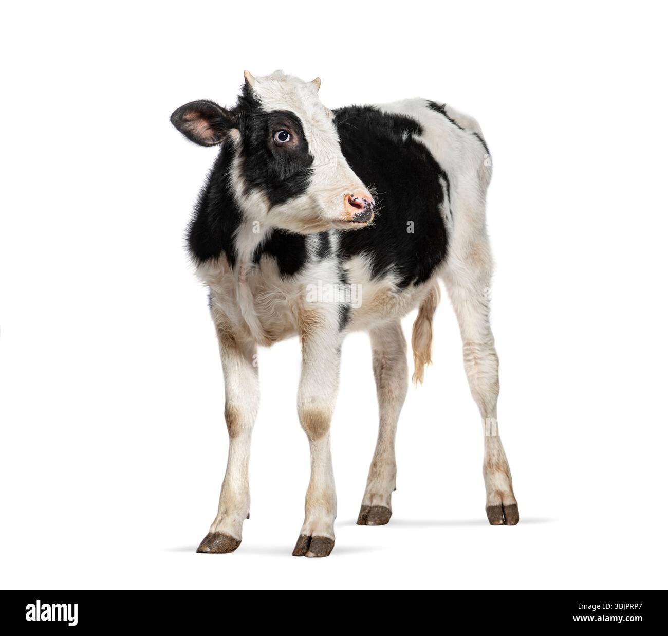 Adorable black and white Holstein Friesian calf standing and looking ...