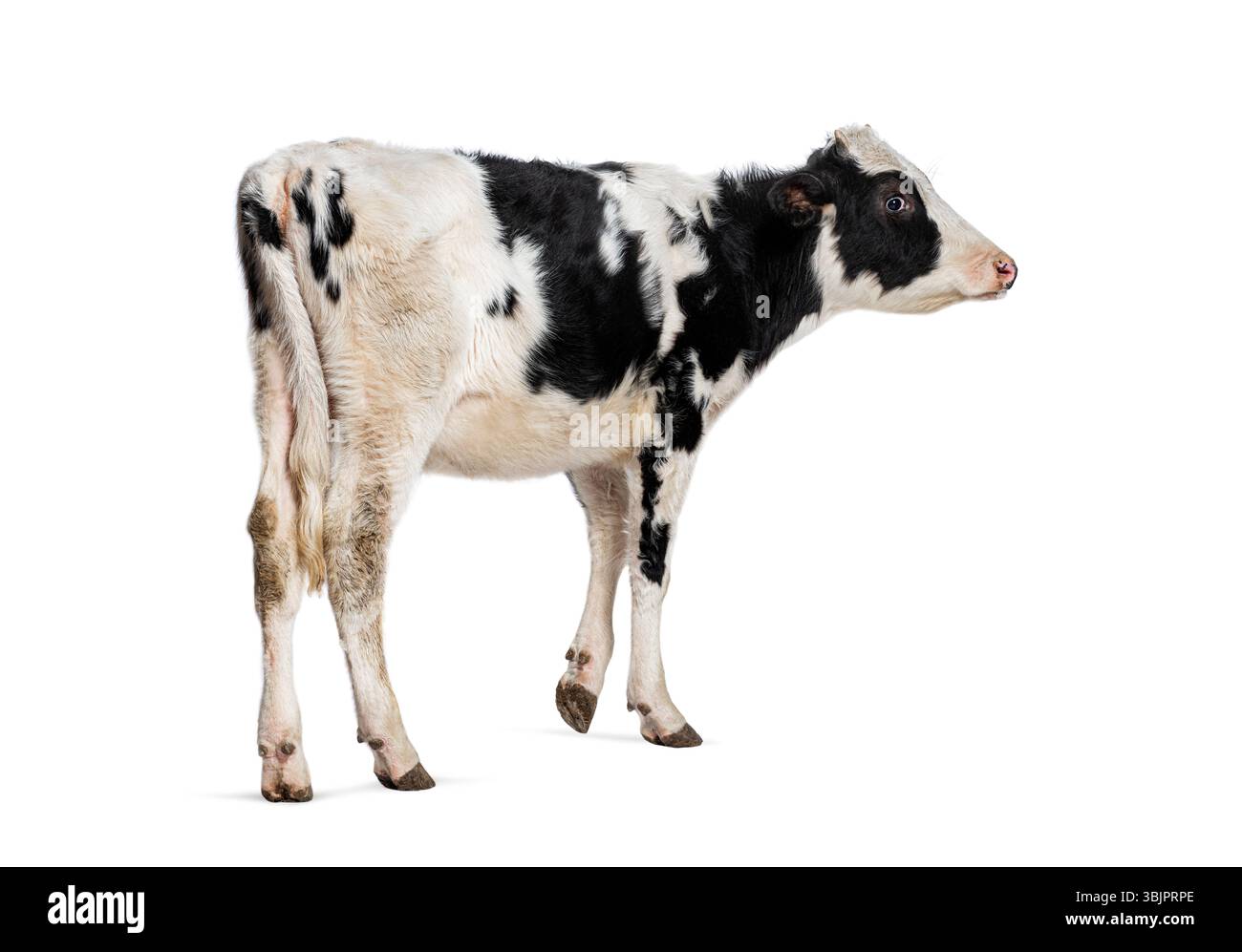 Calf on pasture in Cut Out Stock Images & Pictures - Alamy