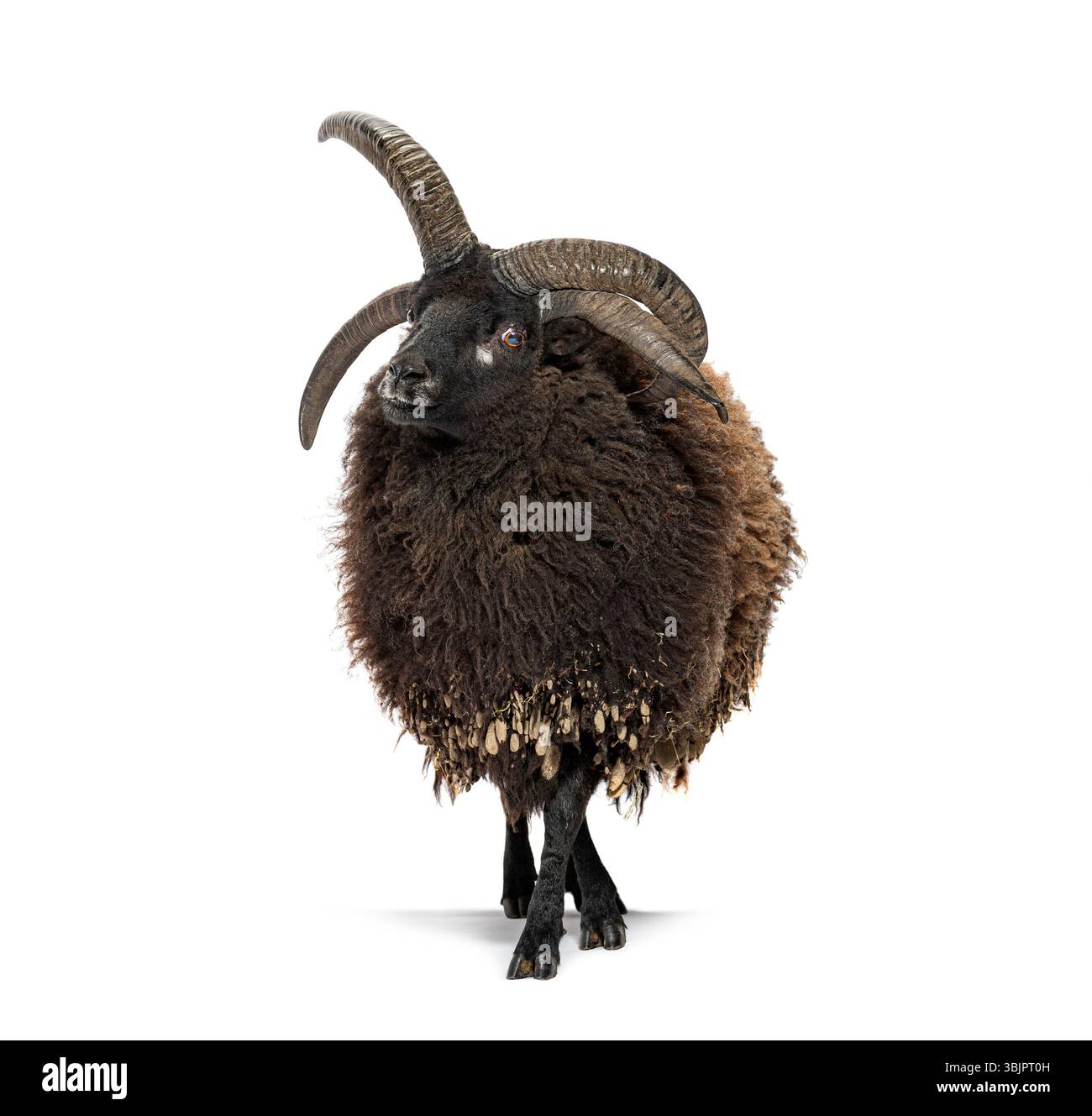 Dark brown Jacob sheep with four horns standing on a white background ...