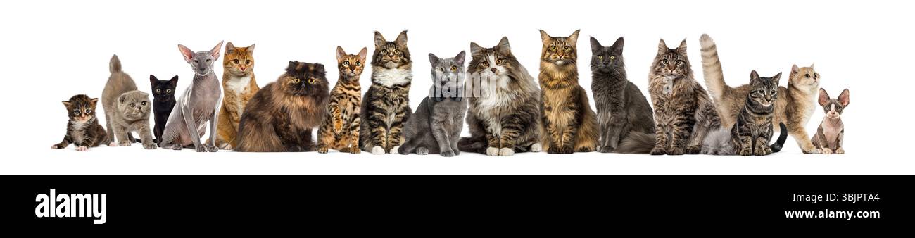 Many different breeds of cats sitting and posing together on a ...