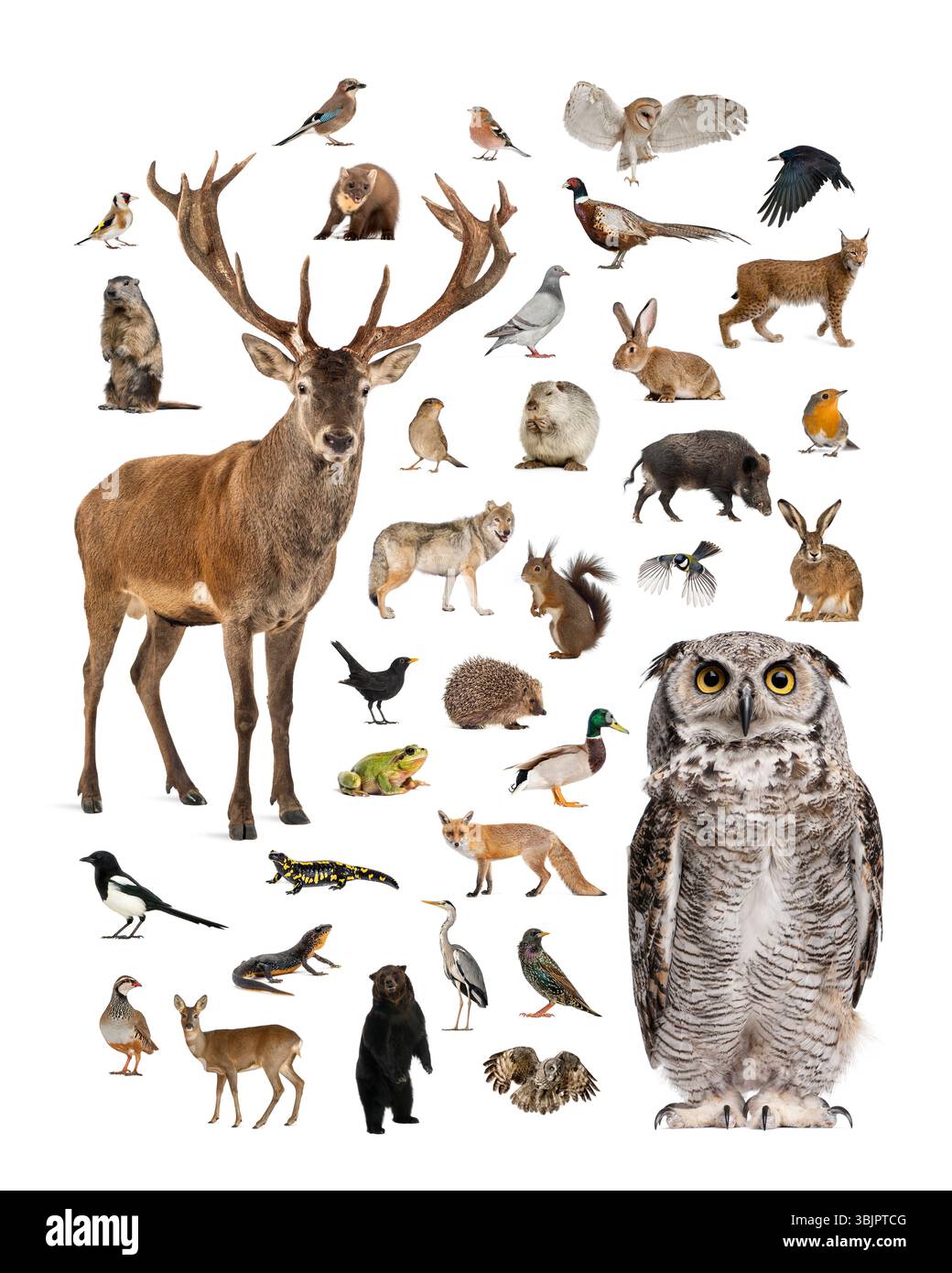 Diverse european wildlife captured in a detailed collage featuring a ...