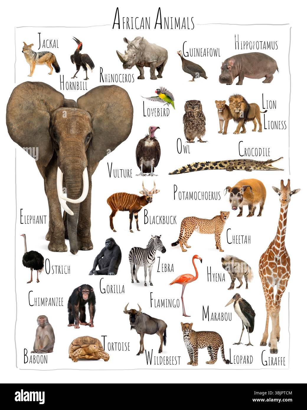 Educational chart showcasing a diverse collection of african animals ...