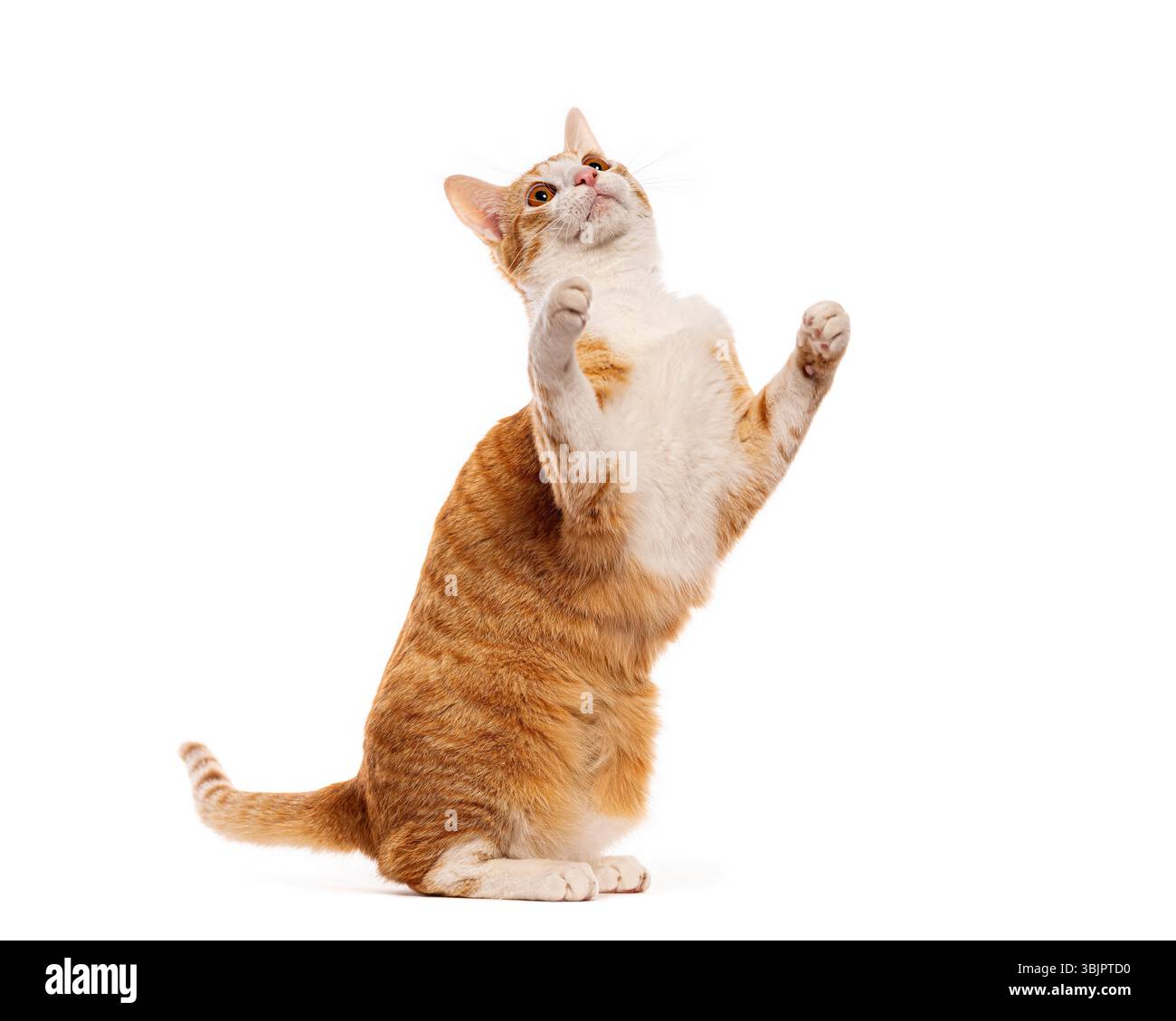 Cat standing on hind legs hi-res stock photography and images - Alamy