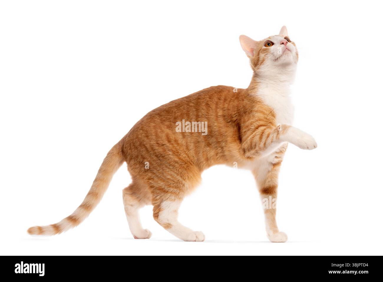 Side profile ginger white Cut Out Stock Images & Pictures - Alamy