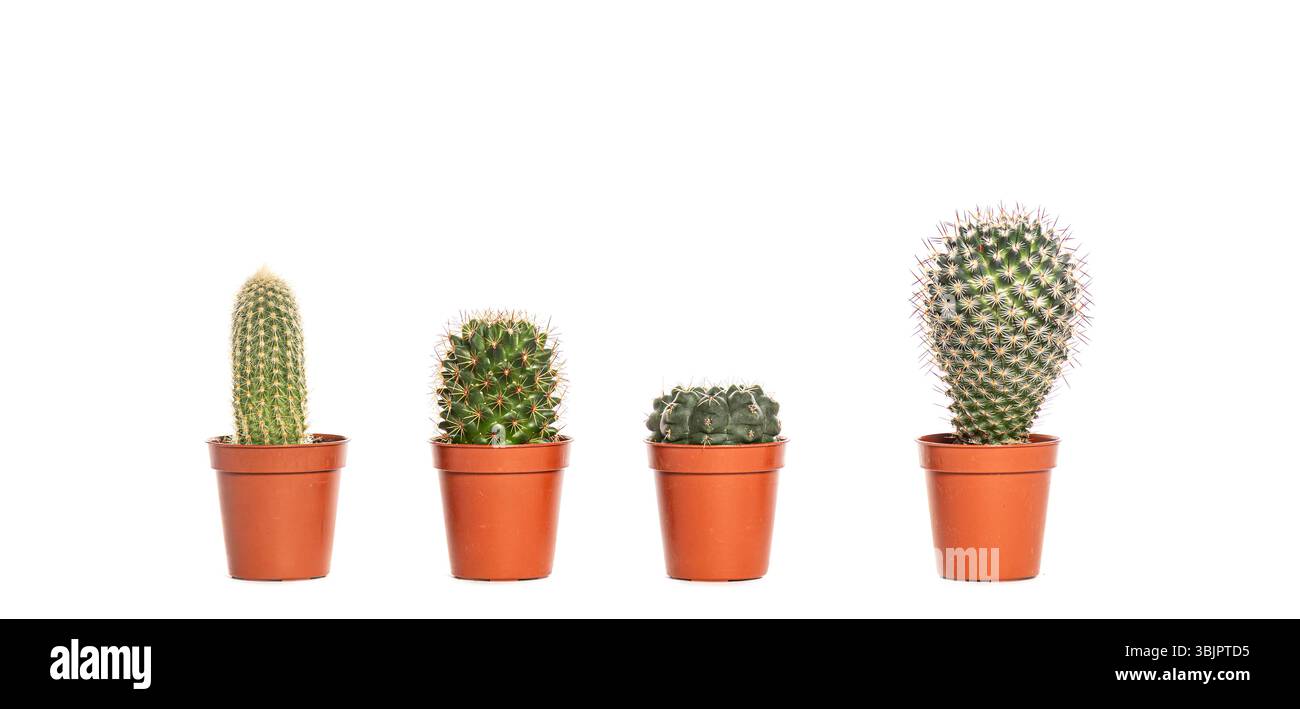 Four small cacti of different shapes and sizes growing in small ...