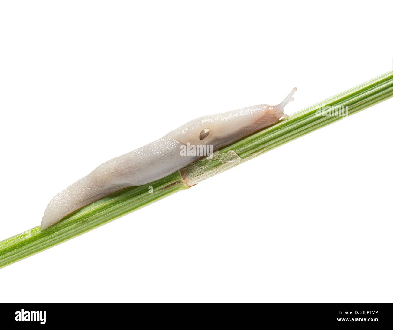 Pneumostome Cut Out Stock Images & Pictures - Alamy