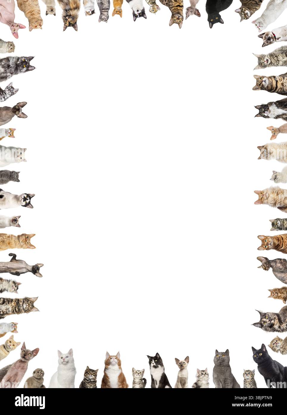 Many cats of various breeds are creating a frame around a white copy ...