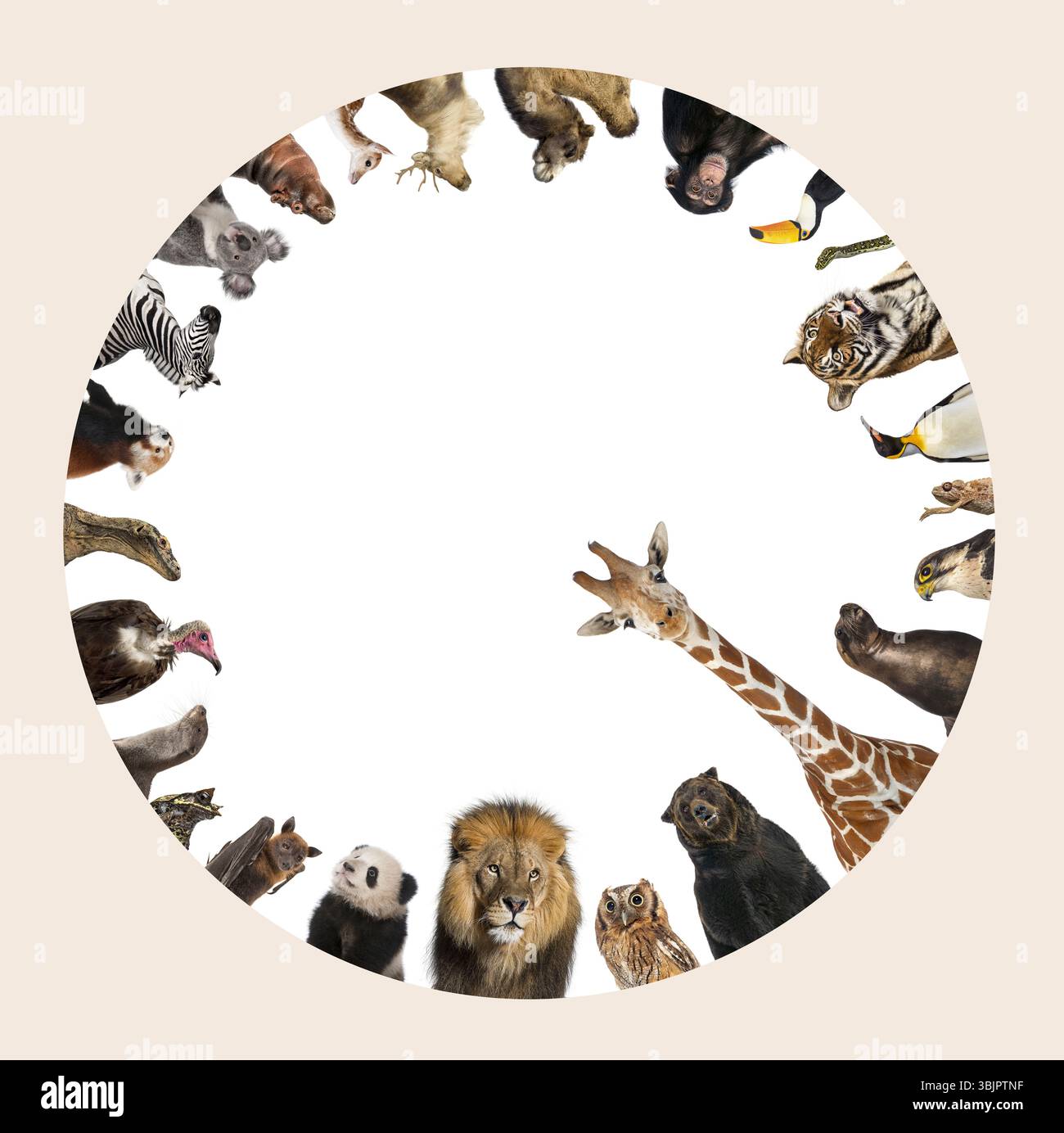 Different wild animals forming a circle around a white background, with ...