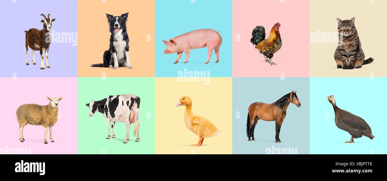 Farm animals posing on colorful backgrounds, goat, dog, pig, rooster ...