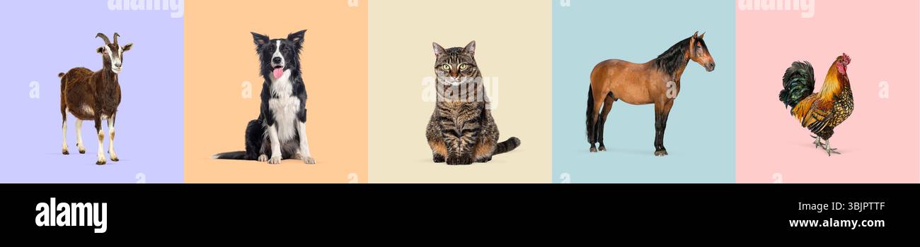 Goat, dog, cat, horse and rooster are posing on different colored ...