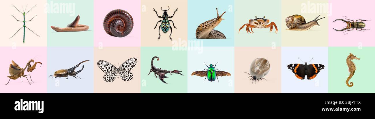 Colorful collage showcasing a variety of invertebrates, highlighting ...