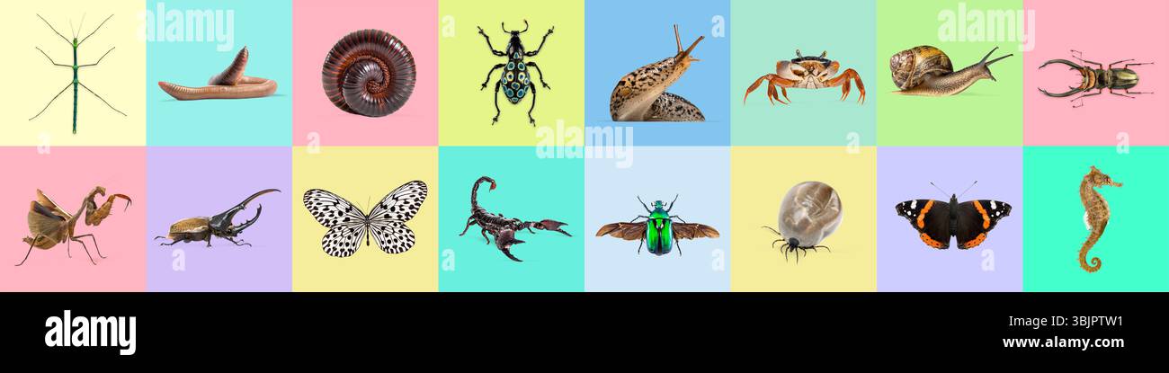 Educational collage showcasing various invertebrate species ...