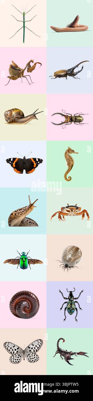 Educational collage showcasing the diversity of invertebrate animals ...