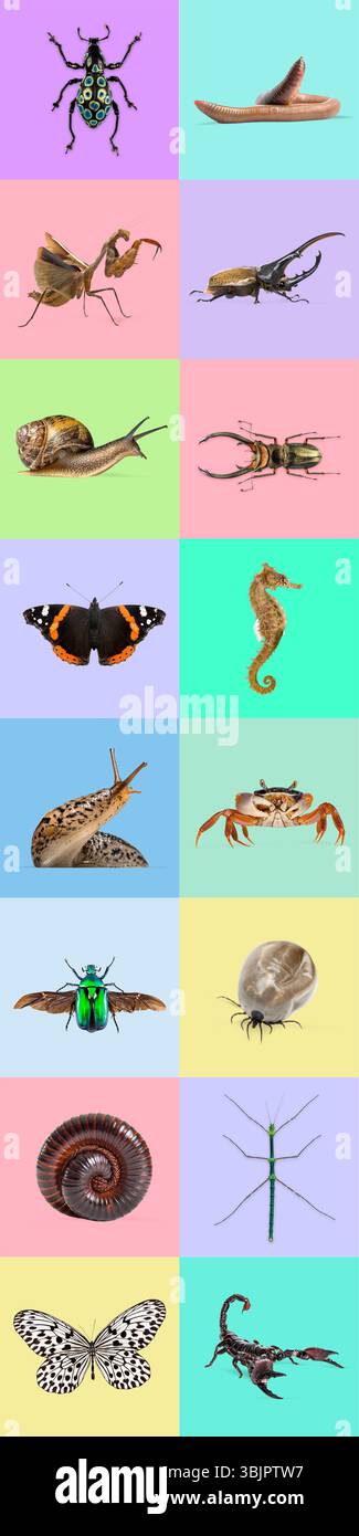 Wide variety of invertebrate animals like insects, arachnids, mollusks ...