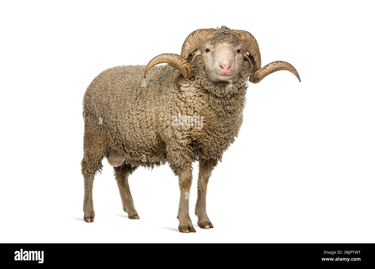 Merino sheep hi-res stock photography and images - Alamy
