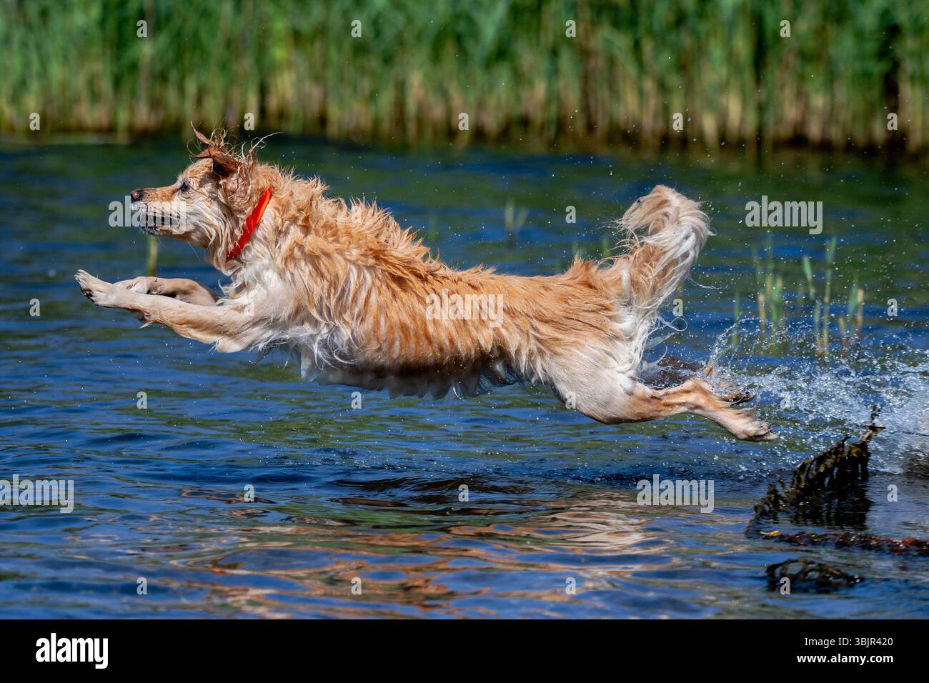 Bremen, Germany. 14th June, 2025. Tosia the dog jumps into the water at ...