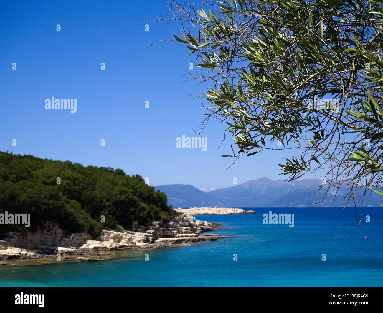 Olive tree branch in focus over rocky and forested coast, sunlight ...