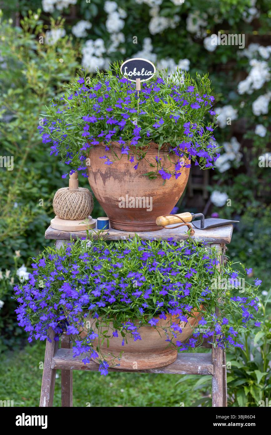 Terracotta pots with lobelia hi-res stock photography and images - Alamy